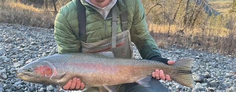 Calling All Anglers South Fork Clearwater River Localized Broodstock Program Kicks Off Again
