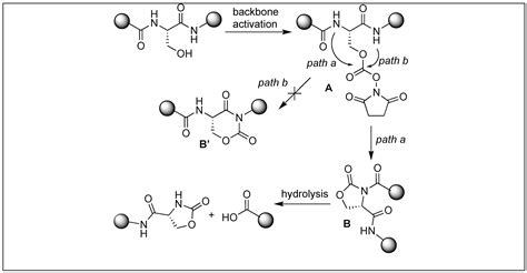 A Peptide Bond Is Found In Which Type Of Biological Molecule Brain Mind Article