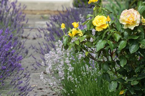 만개한 노란 꽃 흰색과 라일락 보라색 영어 라벤더 꽃과 프랑스 라벤더 식물 정원에서 현관으로 이어지는 콘크리트 통로를 안감 라벤더 자란 경로 라반둘라 관목과 건강한 영어
