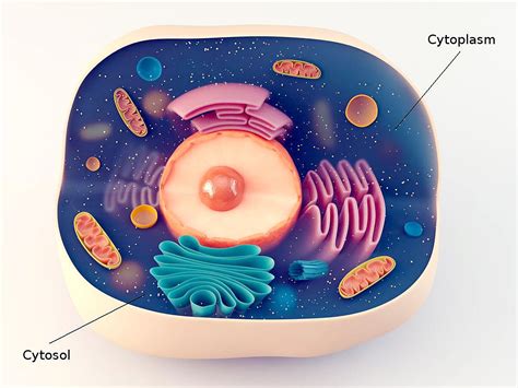 Cytosol Vs Cytoplasm Cytosol Is Basically The Liquid Or An Aqueous Part Of Cytoplasm Where The