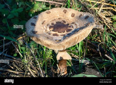 Large Fungi Hi Res Stock Photography And Images Alamy