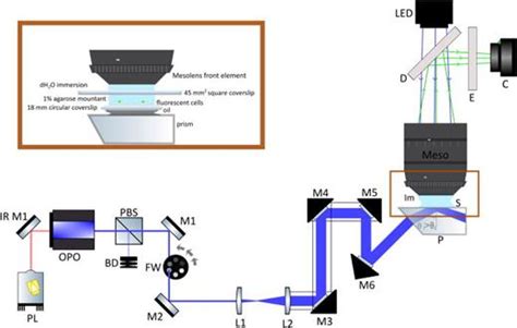 Mesotirf A Prism Based Total Internal Reflection Fluorescence Illuminator For High Resolution
