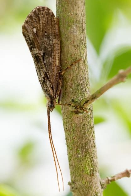 Premium Photo Close Up Of Moth On Stem
