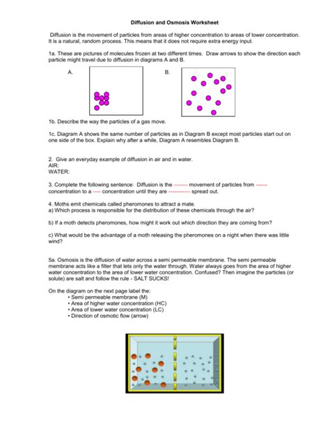 Diffusion Worksheet Answers — Db