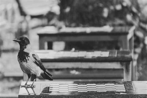 Playing Chess Sofia Unrevealed