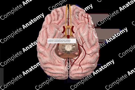 Lateral Orbitofrontal Artery Complete Anatomy