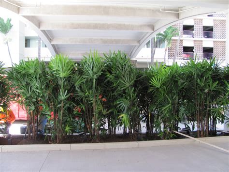 Planted Cloud Rhapis Excelsa