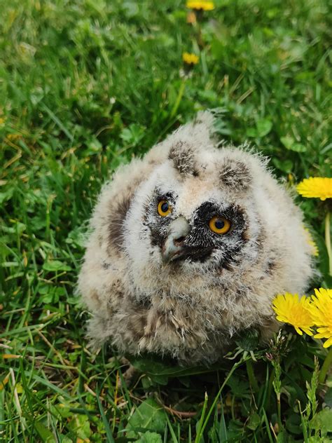 Kako Je Spašena Mlada Sova Ušara Međimurska Priroda