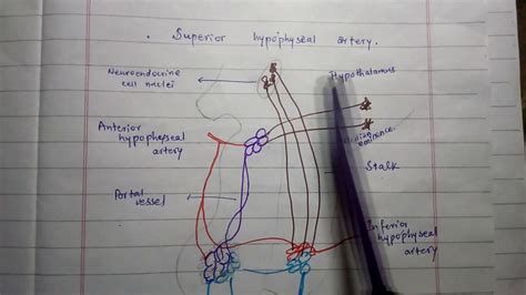Hypothalamic Hypophyseal Portal System Its Functional Importance Medico Star Youtube