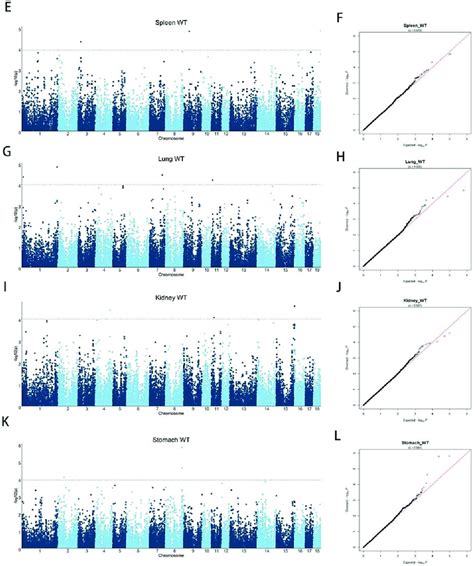 Manhattan And Q Q Plots Of Internal Organ Weight Traits In The