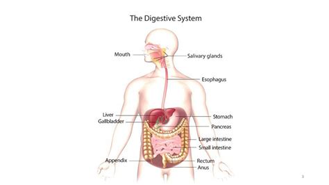 Solution Bowel Elimination Lecture Theory Studypool