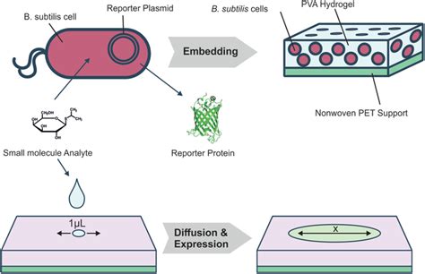 B Subtilis Is Modified To Carry A Genetically Encoded Biosensor Download Scientific Diagram