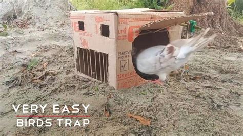 Creative Birds Trap Make Bird Trap Very Easy YouTube