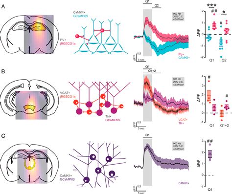 Figure 1 From A Tool For Monitoring Cell Type Specific Focused Ultrasound Neuromodulation And