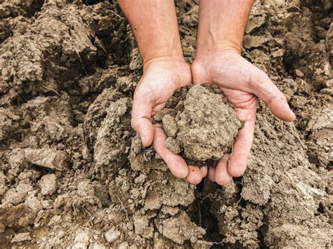How To Deal With Compacted Soil Polytunnel Gardening
