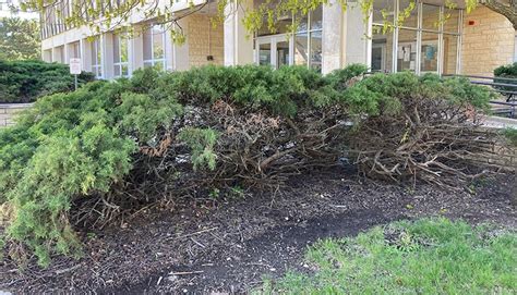 Pruning On A Commercial Scale Joe Fearn Third Way Green Turfnet