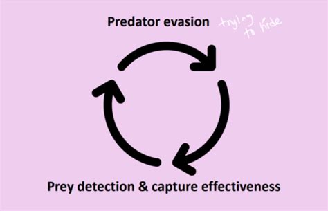 Biology Lecture 24 Evolutionary Ecology Flashcards Quizlet