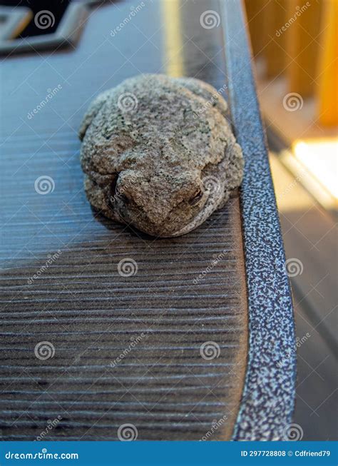 Extreme Close Up Of Toad Face Stock Photo Image Of Surface Copy