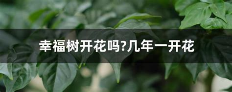 幸福树开花吗 几年一开花 花百科