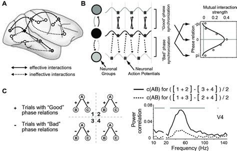 1 Selective Synchronization Renders Neuronal Interactions Among Subsets Download Scientific