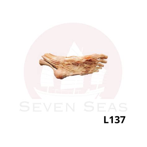 L136 Deep Comprehensive Dissection Of The Foot Seven Seas
