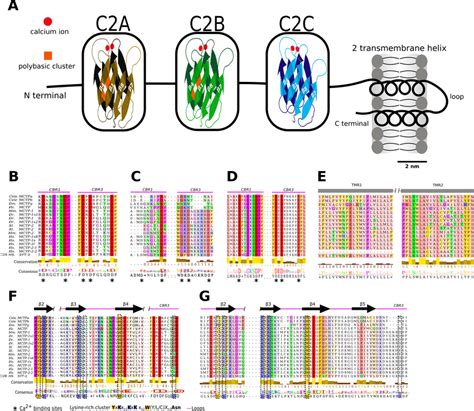 Functional Motifs In Mctps Proteins A Diagram Of Mctp Using
