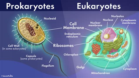 Difference Between Prokaryotic Eukaryotic Cells Class 11 Notes EduRev