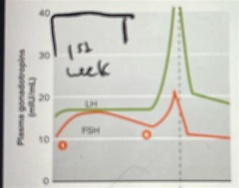 Systems Phys Lecture 23 Flashcards Quizlet