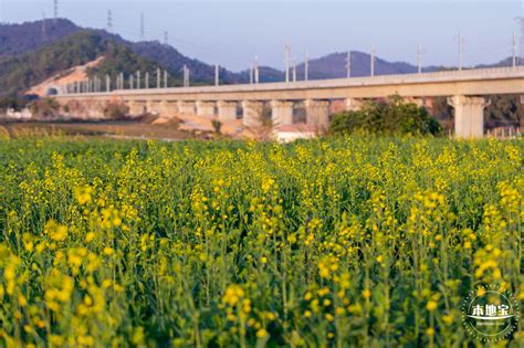 光明欢乐田园油菜花图片浏览 光明欢乐田园油菜花图片下载 酷吧图库