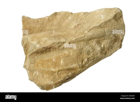 Sphenophyta Two Fossilized Swamps Containing In Situ Sphenophyta Stems