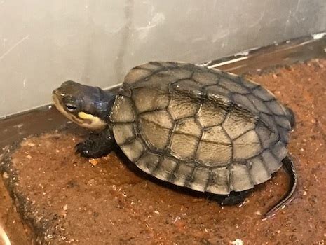 ミナミイシガメとヤエヤマイシガメ カメレオンハートの飼育ブリード入荷情報ブログ