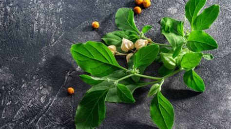 যে গাছের ফুল পাতা শিকড় খেলেই রক্তে নিয়ন্ত্রণে থাকবে শর্করা