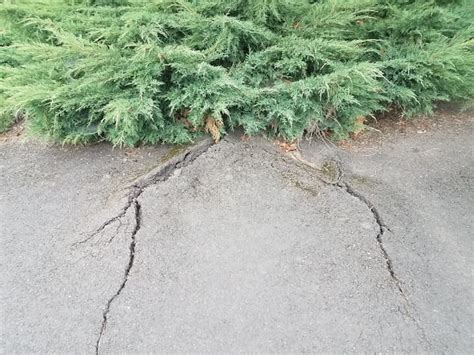How To Get Rid Of Tree Roots Under Your Driveway Today S Homeowner
