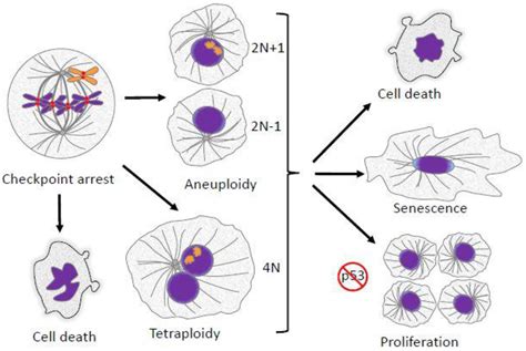 Stages Of Meiosis Cartoon