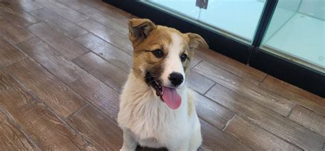 창원강아지무료분양 김해강아지무료분양 창원허스키무료분양 김해허스키무료분양 창원 2022 0043 허스키 교배종 짱이 책임분양