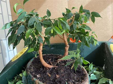 Maintenance Pruning Rbonsai