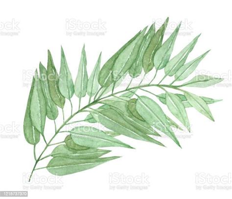 수채화 손 그린 자연 에코 녹지 여름 조성물 긴 녹색 유칼립투스 잎 에 분기 식물 에 흰색 배경 디자인 요소와 카드 텍스트 공간 0명에 대한 스톡 벡터 아트 및 기타 이미지