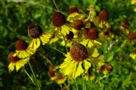 Helenium Flexuosum Purple Sneezeweed Wildflowers Of The National