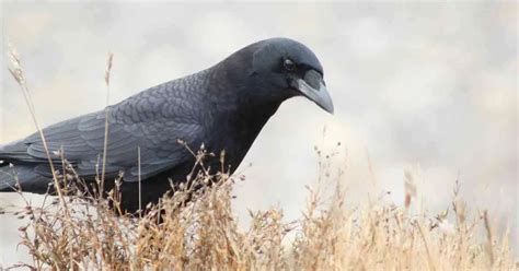 Crow Intelligence Animalbehaviorcorner