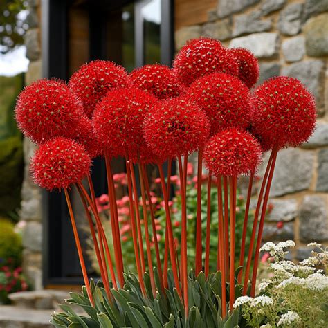 Allium Atropurpureum Seeds Deep Red And Purple Perennial Blooms