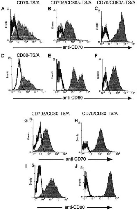 Expression Of Cd70 And Cd80 On Transfected Tsa Tumor Cells The