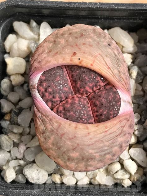 Shpr9111 Lithops Bromfieldii ‘embers Cactus Online