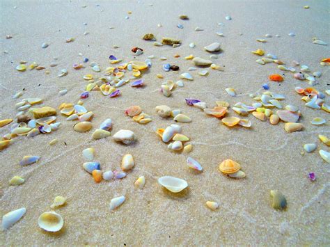 Beach Shell Sea Free Photo On Pixabay Pixabay