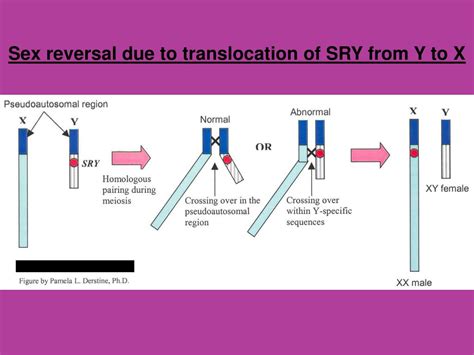Ppt Mutation And Genetic Disease Powerpoint Presentation Free Download Id 7121310