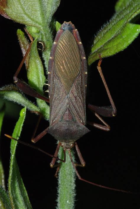 Coreid Bug Hemiptera Cool Insects Bugs And Insects Pictures Of Insects Beetle Bug