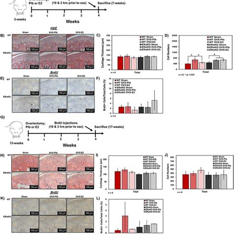 Role Of Estradiol Via Erα On Chondrogenesis In The Mandibular Condylar