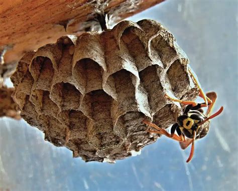 What You Should Know About Wasp Nests The Different Types How To Identify Them And Prevention