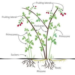 3 Raspberry Plants Heritage Everbearing Red3 Large 1 Year Old