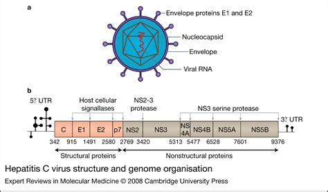 Hepatitis C Virus Structure