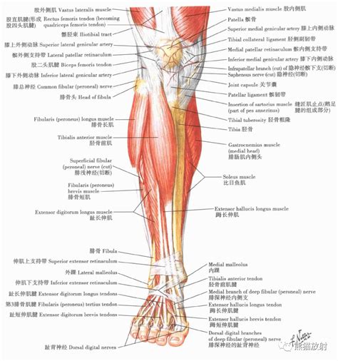 超清晰的下肢小腿踝与足解剖图 成像